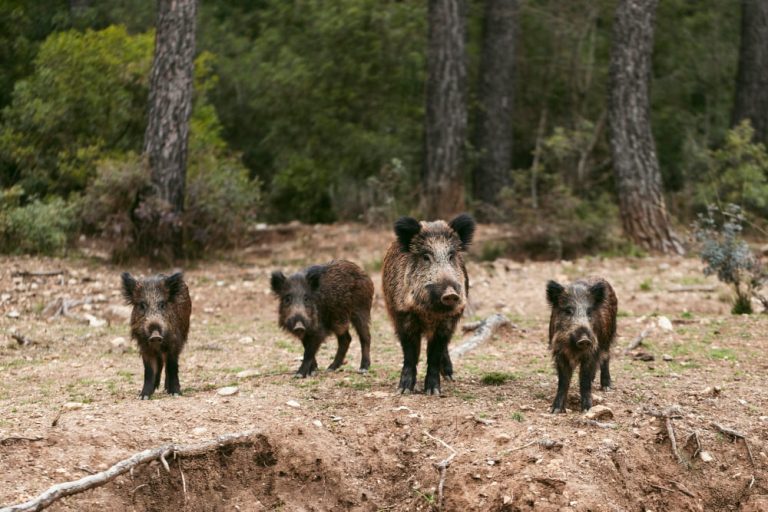 Wild Boar Behavior and Habitat Insights in Texas